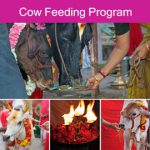 Cow Donation, Cow Donation Online, Gho Dhanam - AstroVed.com