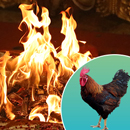 Individual Kukuta Homa